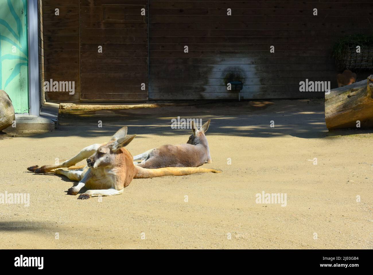 Kangaroos in zoo animals in wild hi-res stock photography and images ...