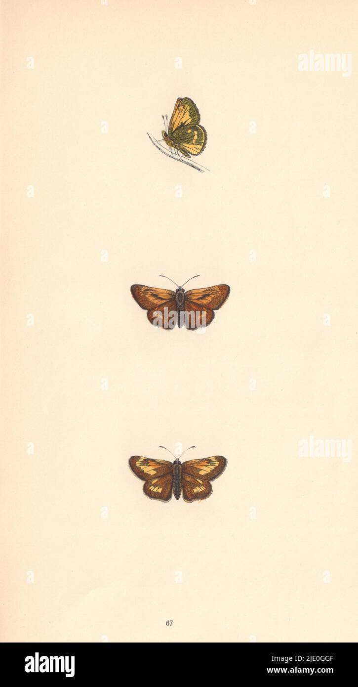 BRITISH BUTTERFLIES. Large Skipper. MORRIS 1865 old antique print ...