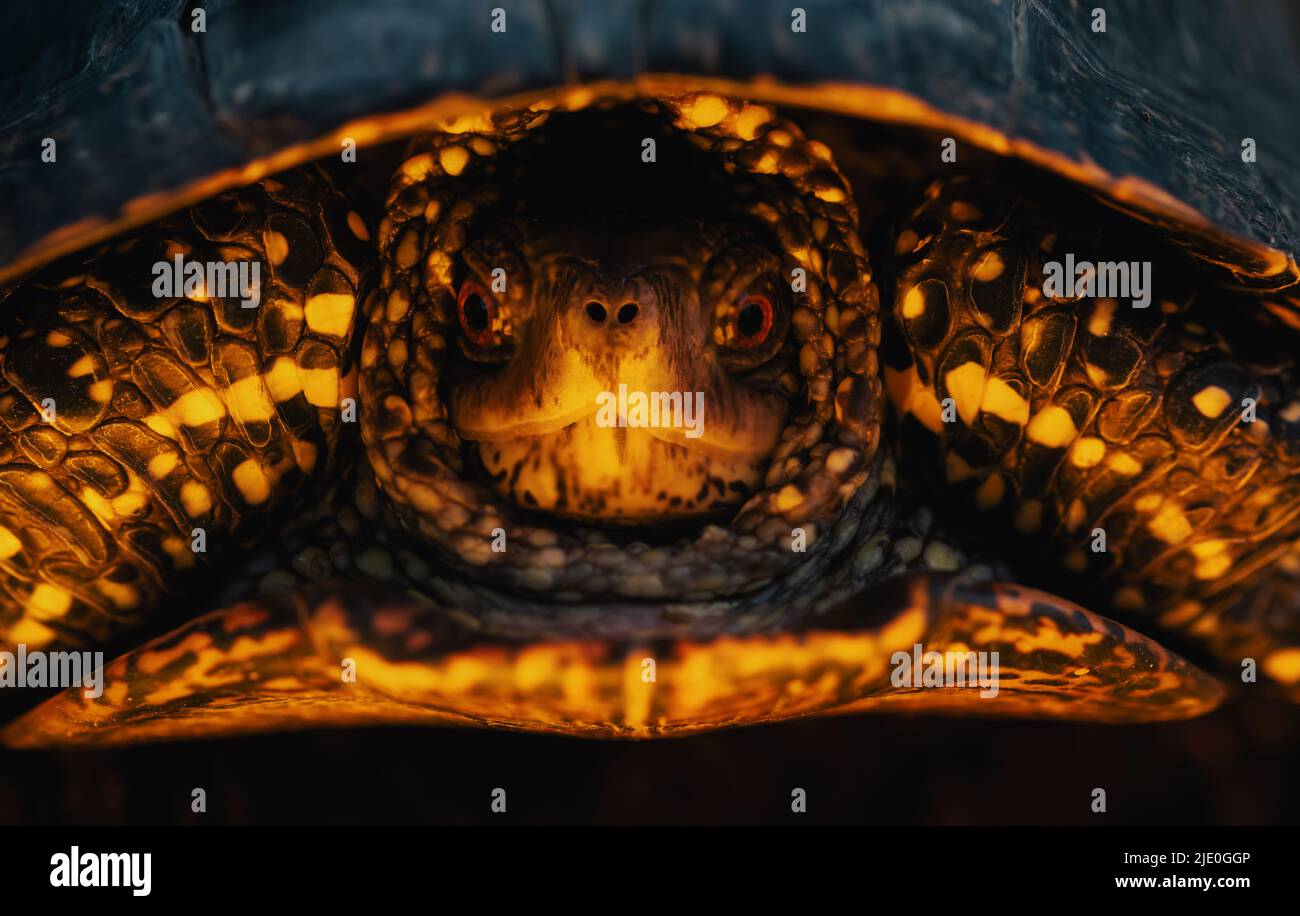 golden turtle hid its head in its shell Stock Photo - Alamy