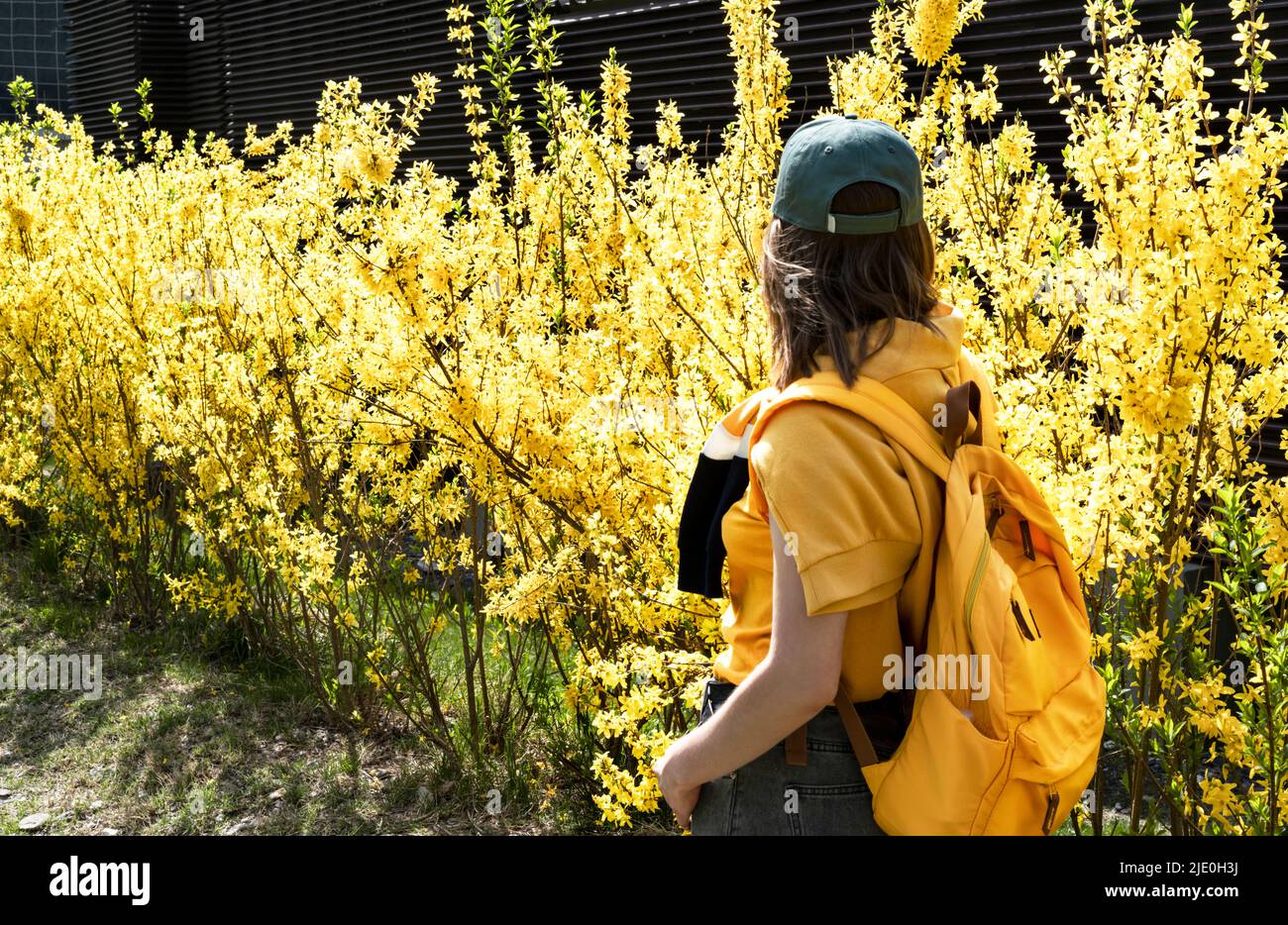 young woman tourist in cap with yellow backpack among flowering ...