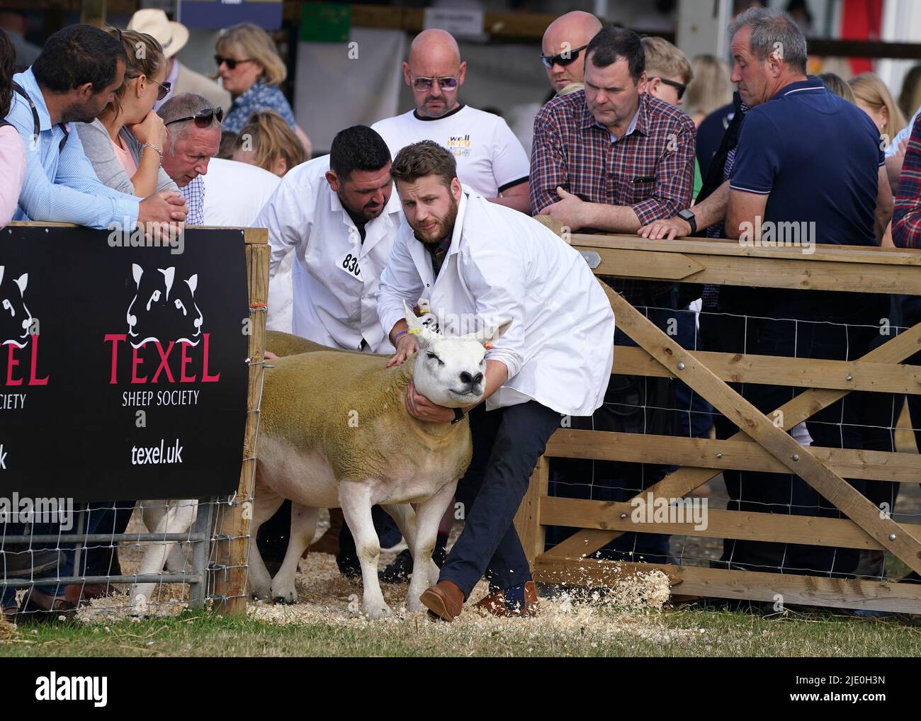 Texel sheep in the judging ring at the Royal Highland Show in Ingliston ...