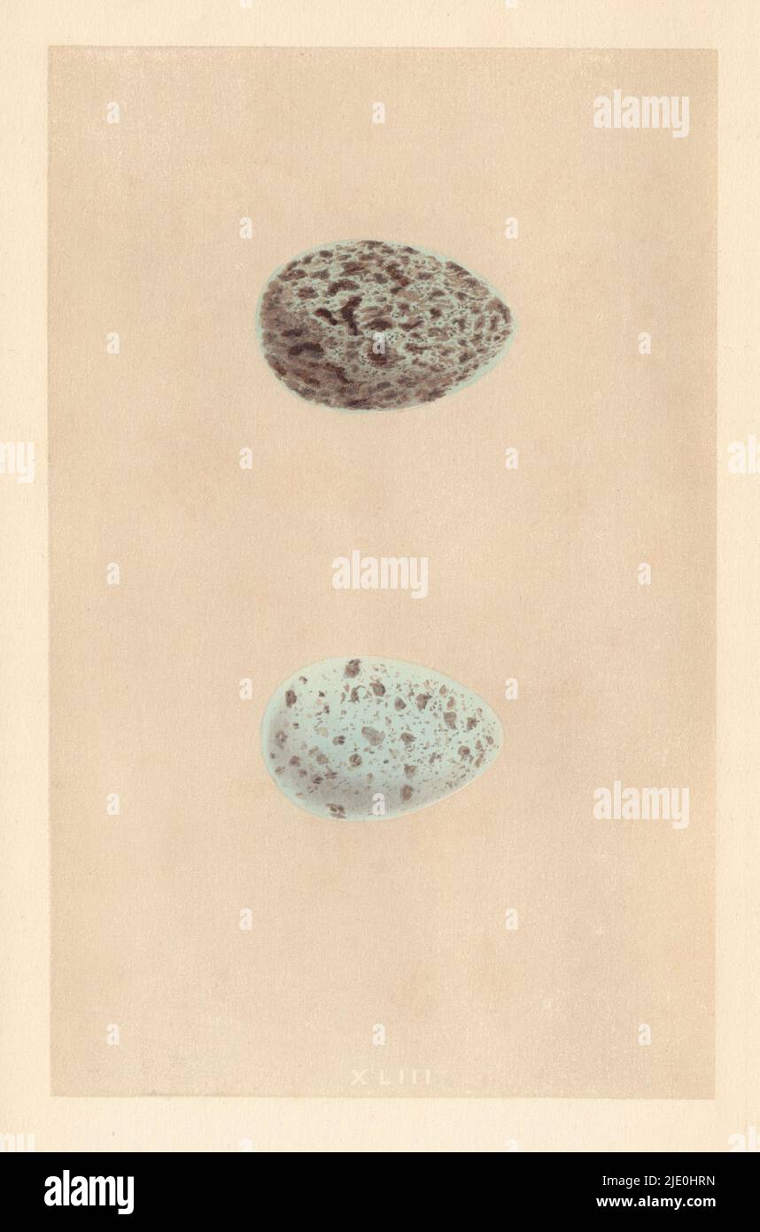 BRITISH BIRD EGGS. Raven. MORRIS 1866 old antique vintage print picture ...