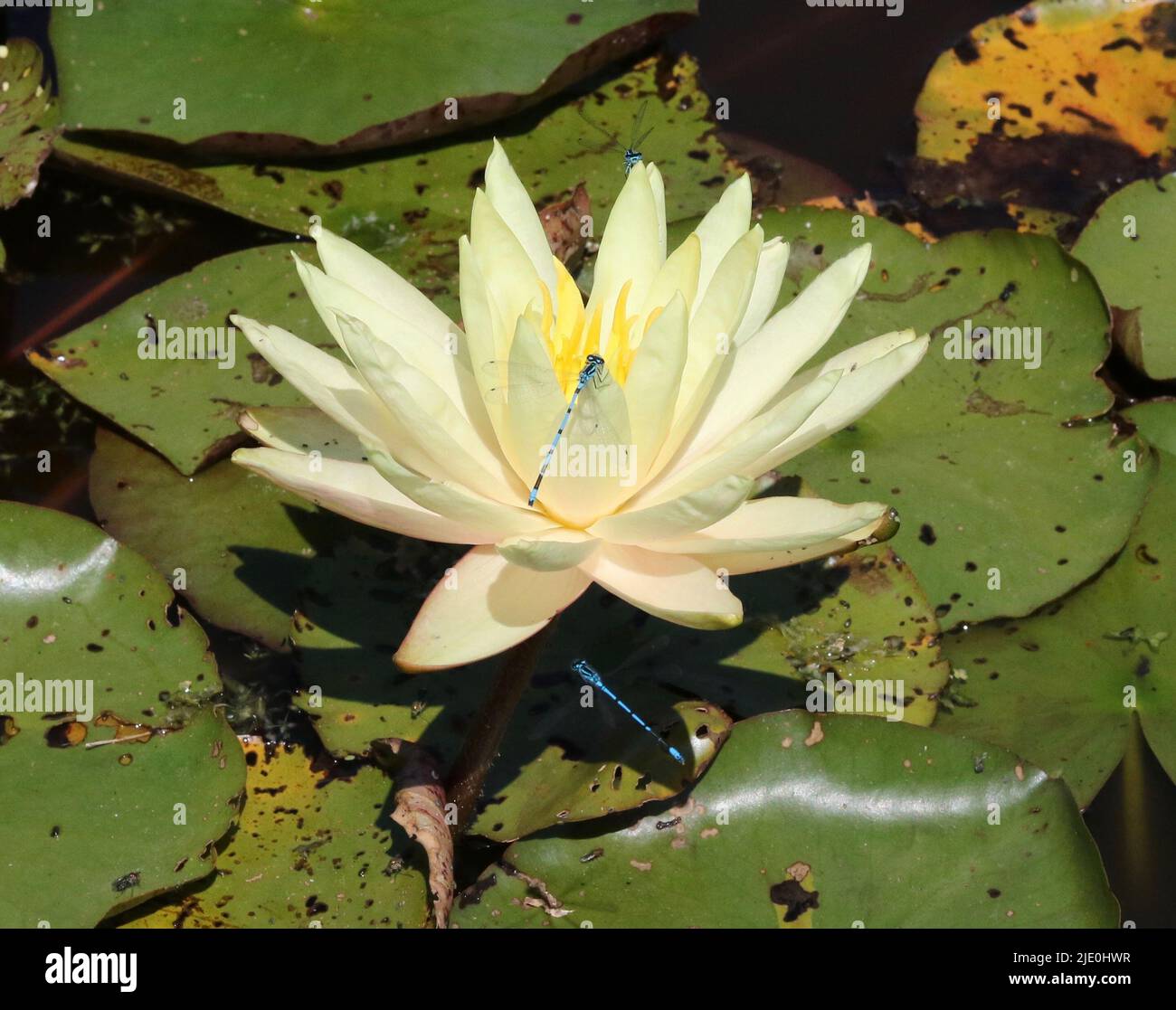 Insect on water lily hi-res stock photography and images - Alamy