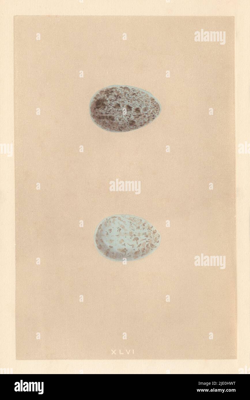 Rook bird vintage hi-res stock photography and images - Alamy