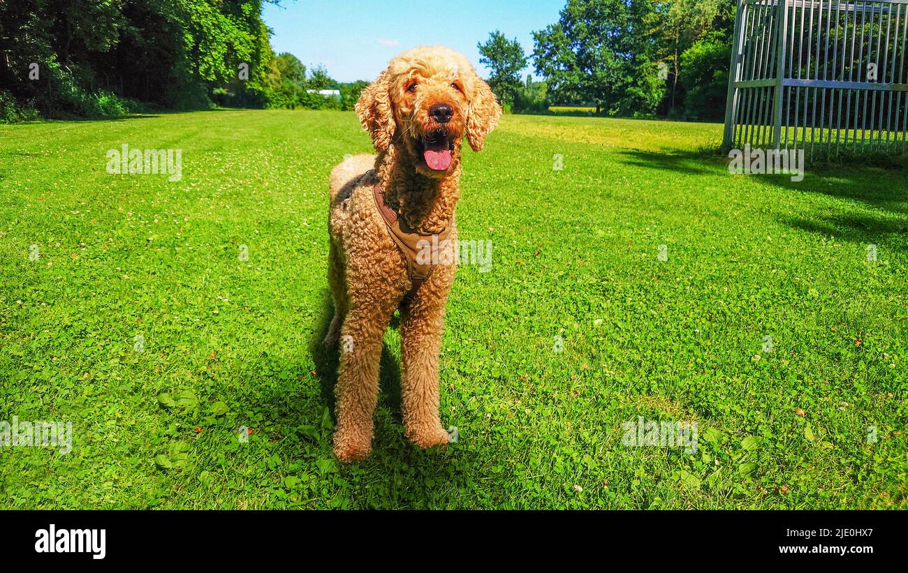a cute poodle is playing with a ball Stock Photo - Alamy