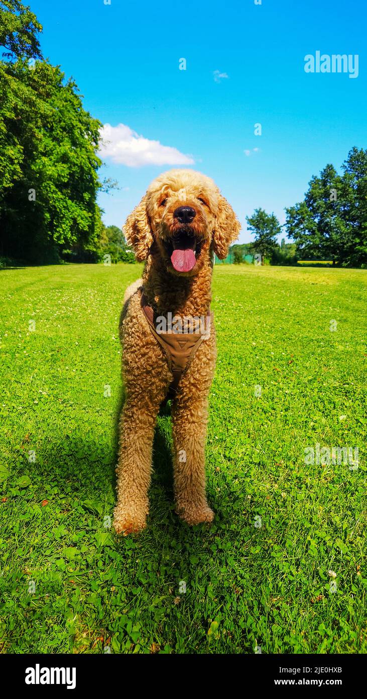 a cute poodle is playing with a ball Stock Photo - Alamy