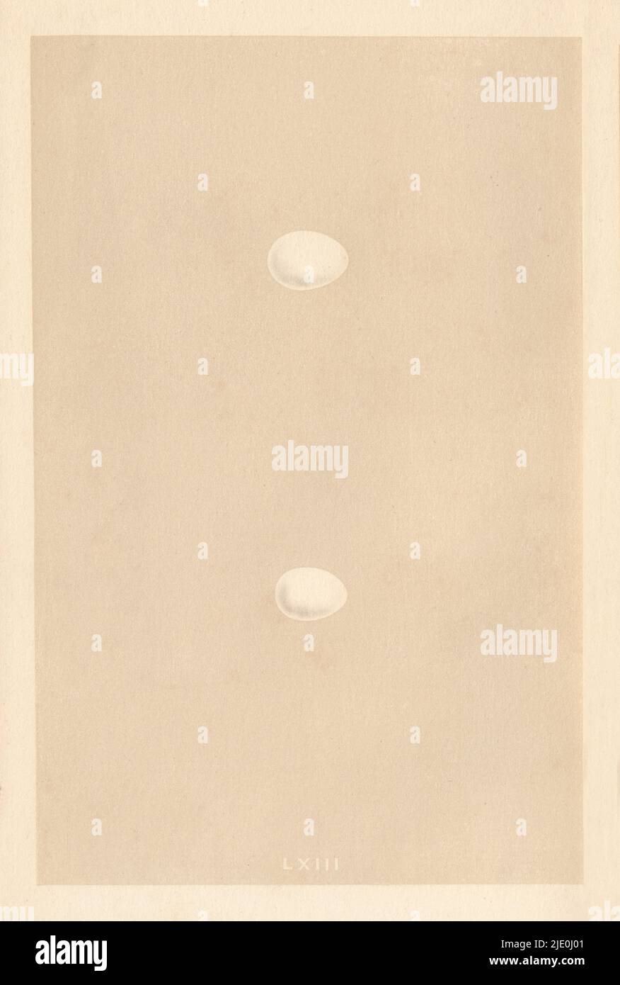 BRITISH BIRD EGGS. Martin. Sand Martin. MORRIS 1866 old antique print ...