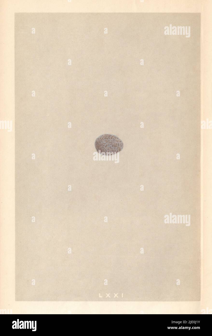 BRITISH BIRD EGGS. Rock Pipit. MORRIS 1866 old antique vintage print ...