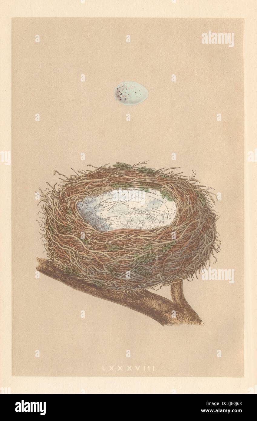 Linnet picture hi-res stock photography and images - Alamy