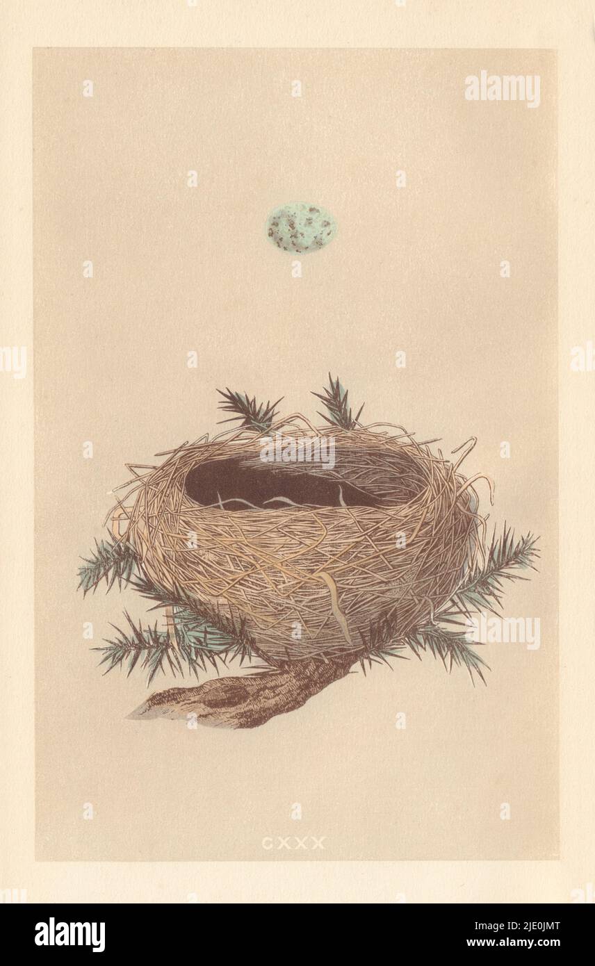 BRITISH BIRD EGGS & NESTS. Chiff Chaff. MORRIS 1866 old antique print ...