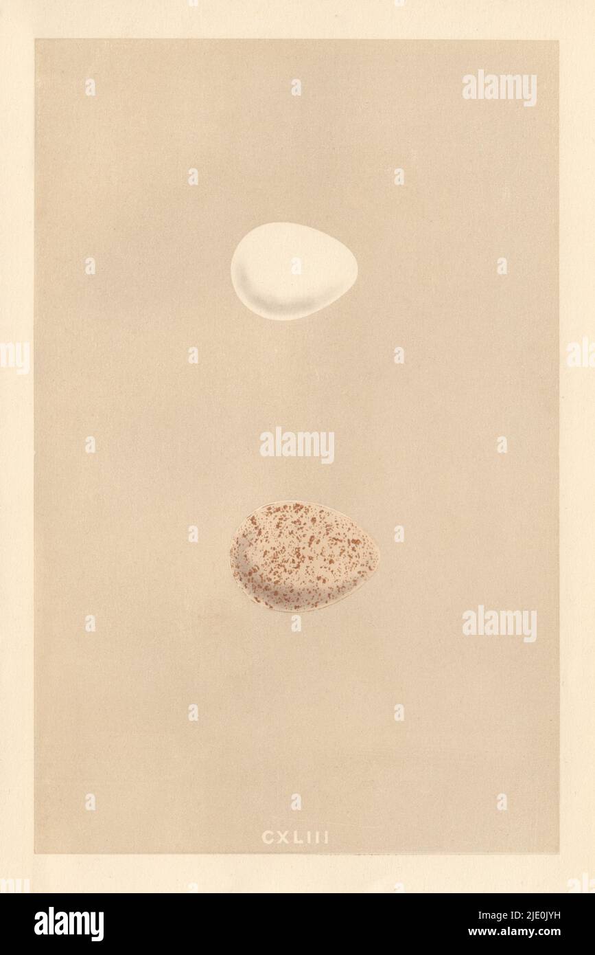 BRITISH BIRD EGGS. Partridge. Red-legged Partridge. MORRIS 1866 old ...