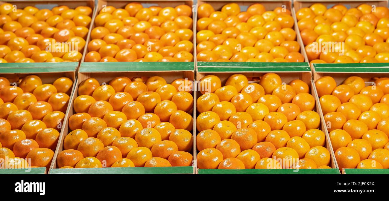 Panoramic view of a multitude of mandarins placed in rows inside boxes ...