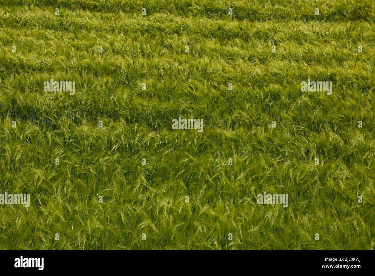 Rye triticale hi-res stock photography and images - Alamy