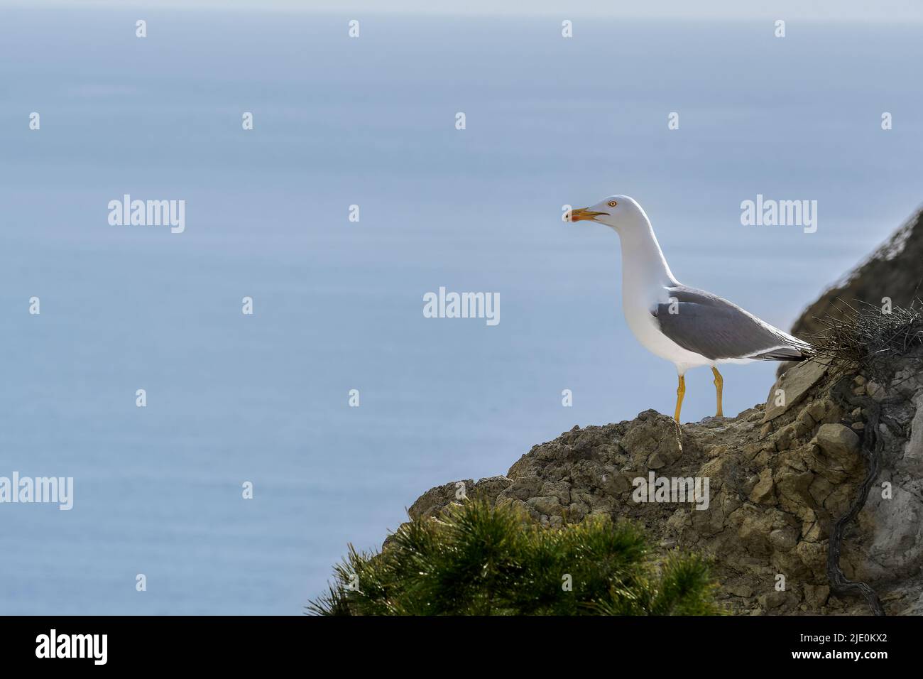 Perched common seagull looking at the coast of Benidorm from the rocky ...