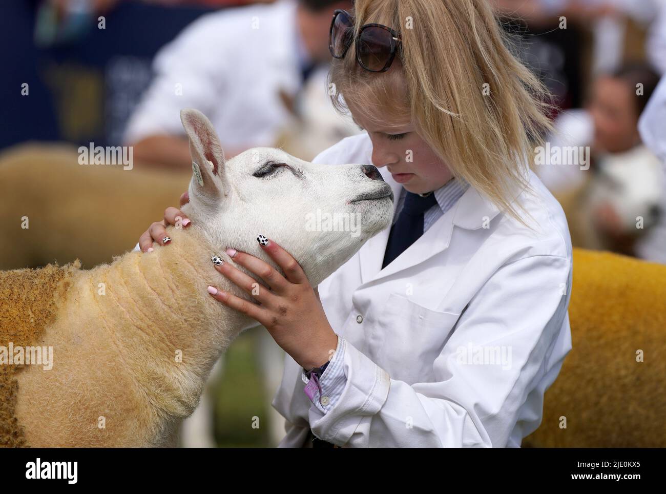 Texel sheep in the judging ring at the Royal Highland Show in Ingliston ...
