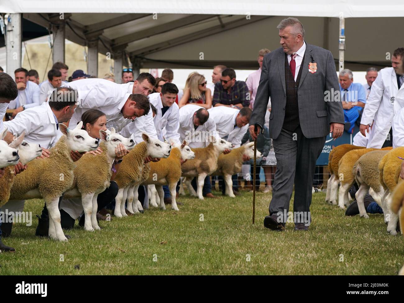 Texel sheep in the judging ring at the Royal Highland Show in Ingliston ...