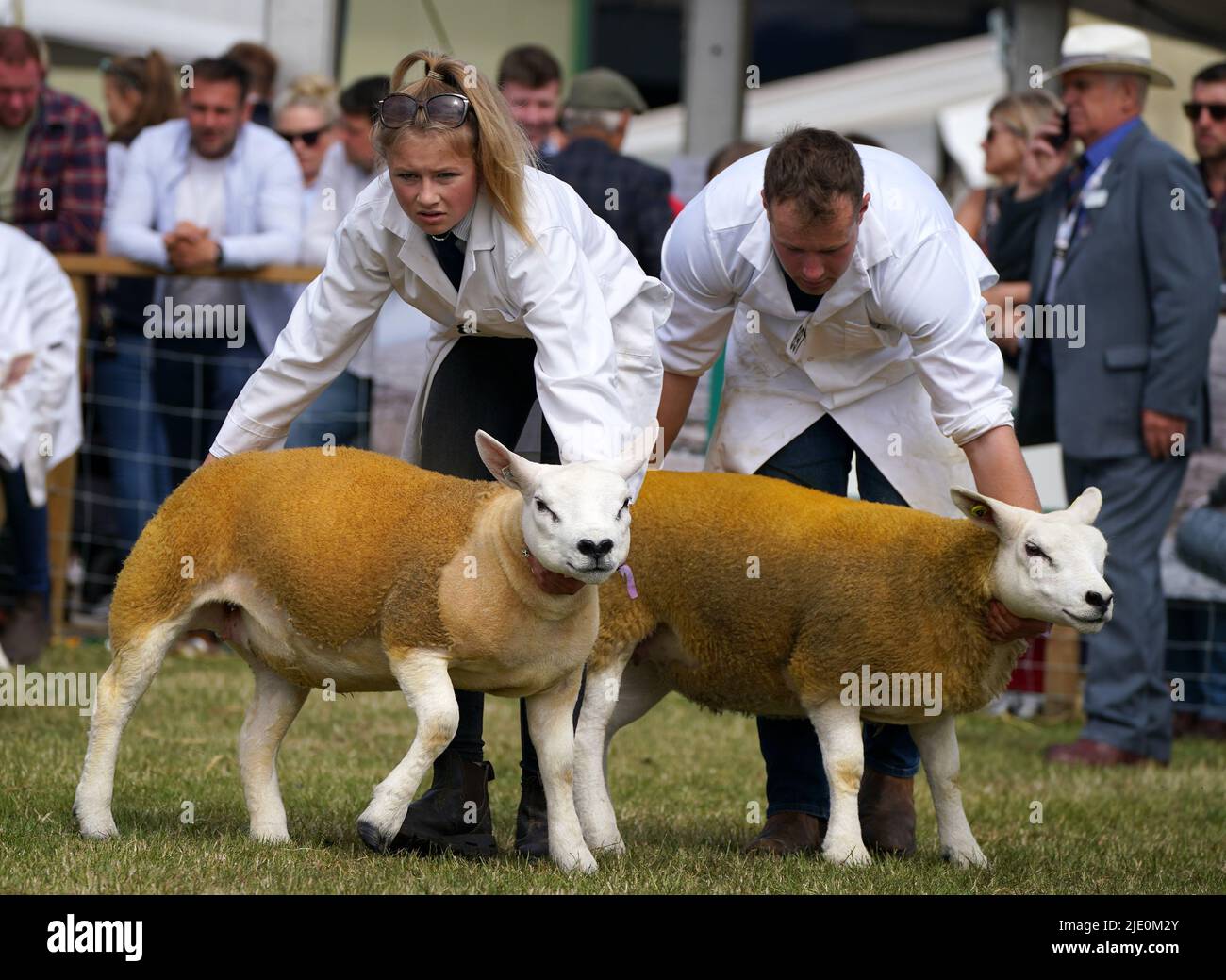 Texel sheep in the judging ring at the Royal Highland Show in Ingliston ...