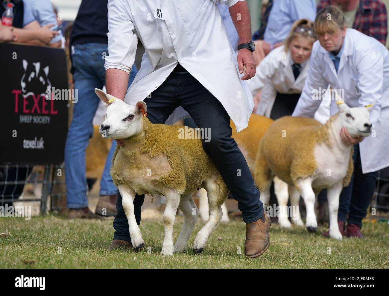 Texel sheep in the judging ring at the Royal Highland Show in Ingliston ...
