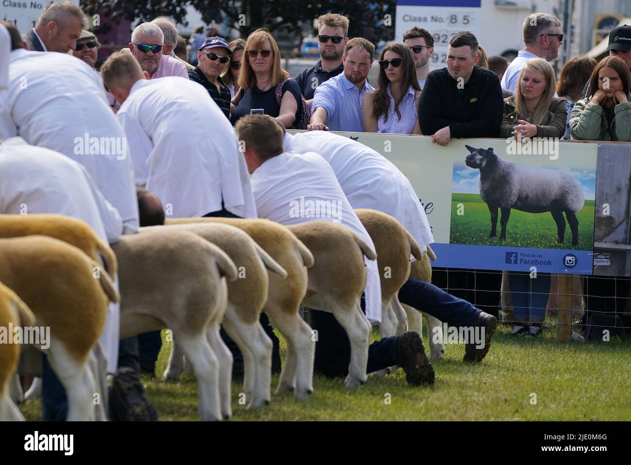 Texel sheep in the judging ring at the Royal Highland Show in Ingliston ...