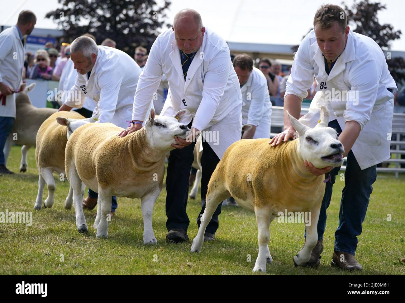 Texel sheep in the judging ring at the Royal Highland Show in Ingliston ...