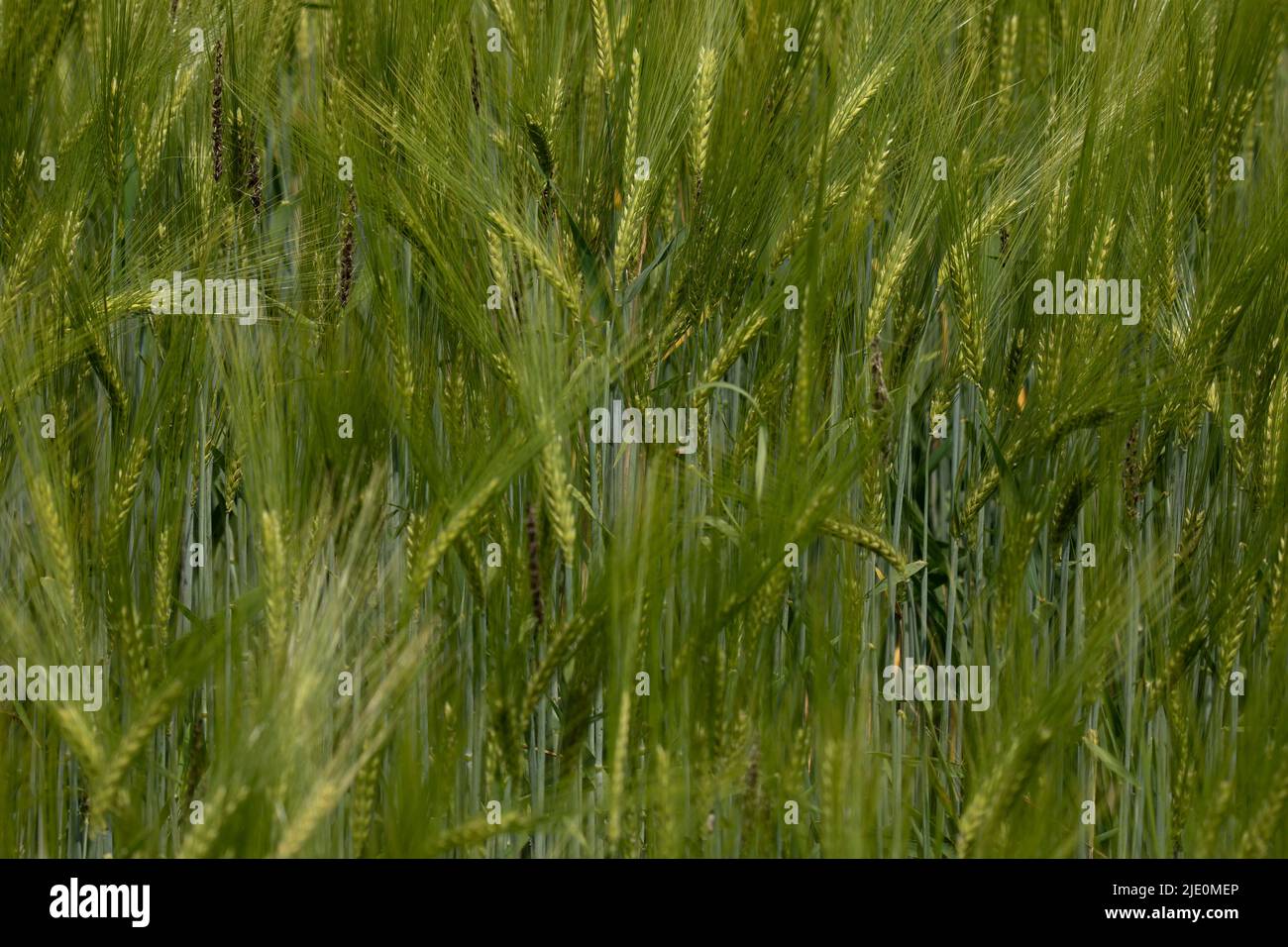 Large green triticale rye wheat field, selective focus Stock Photo - Alamy
