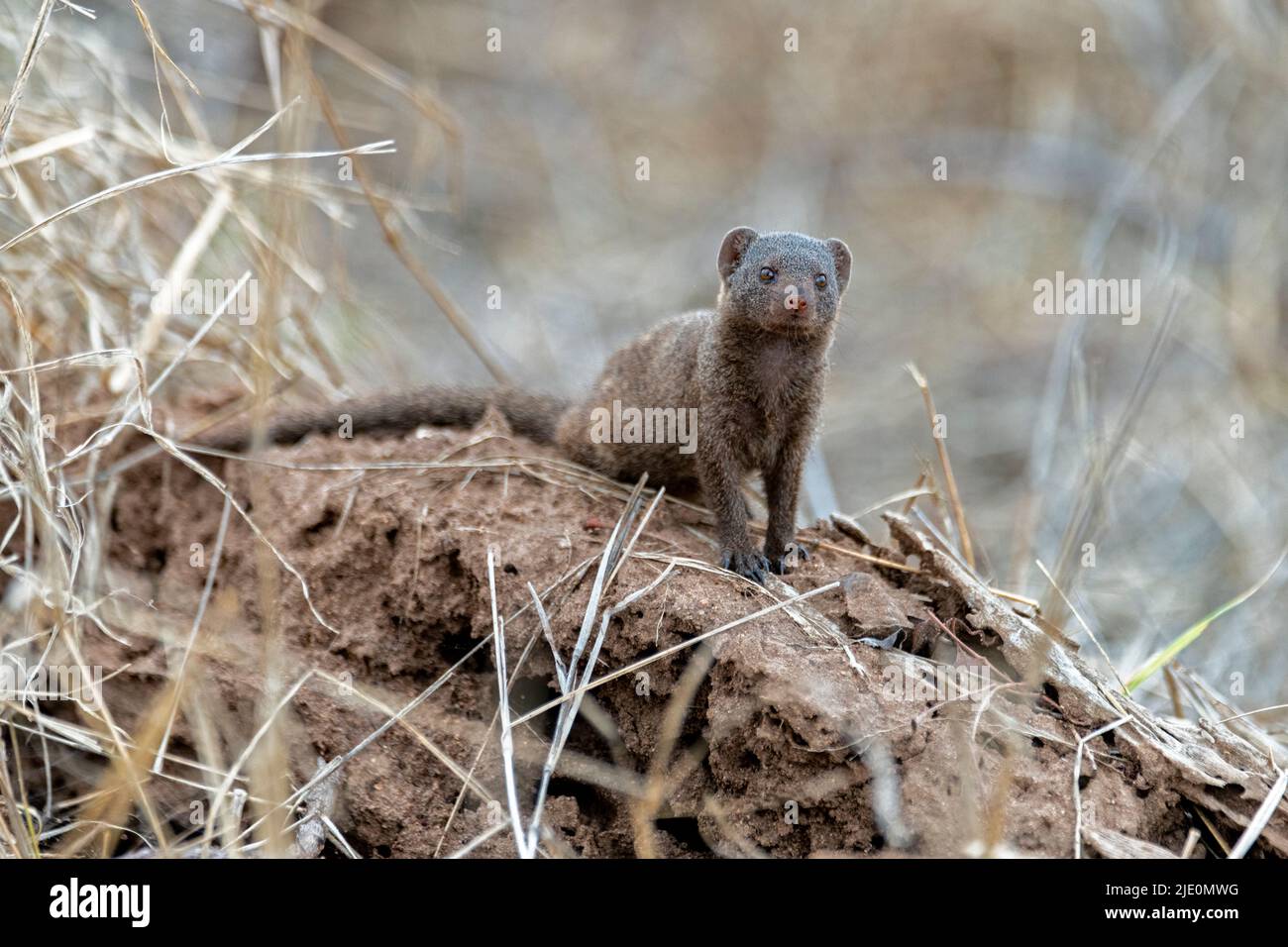 Common dwarf mongoose (Helogale parvula) from Kruger NP, South Africa ...