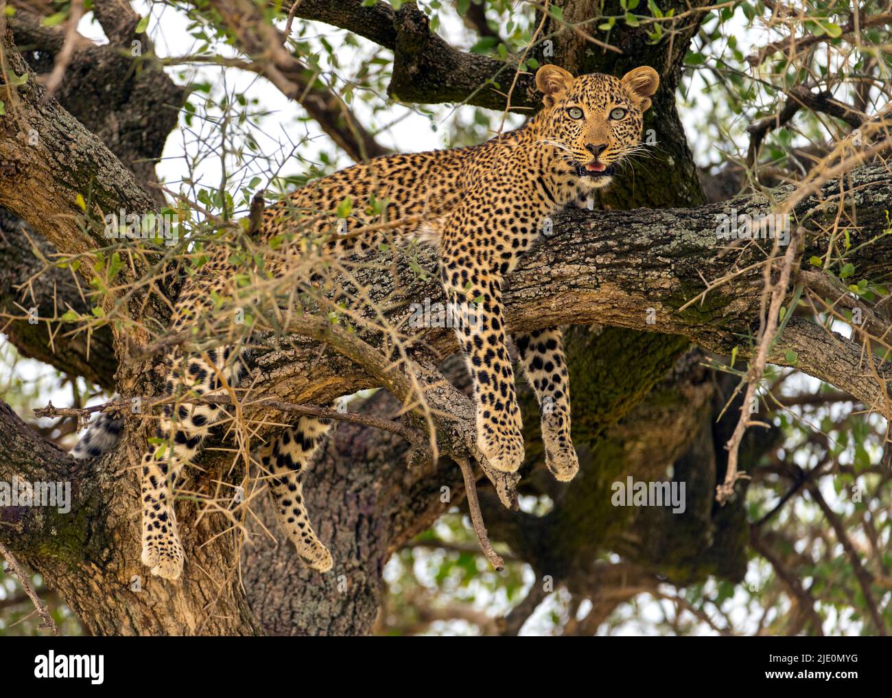 Leopard resting and watching from a tree in Maasia Mara, Kenya Stock ...