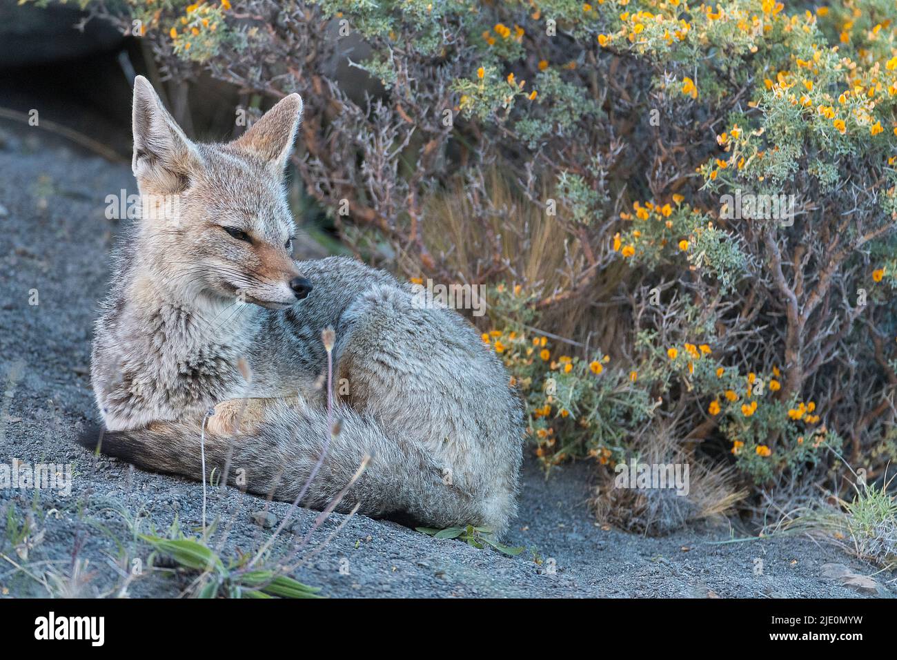 South American gray fox (Lycalopex griseus) from Torres del Paine ...