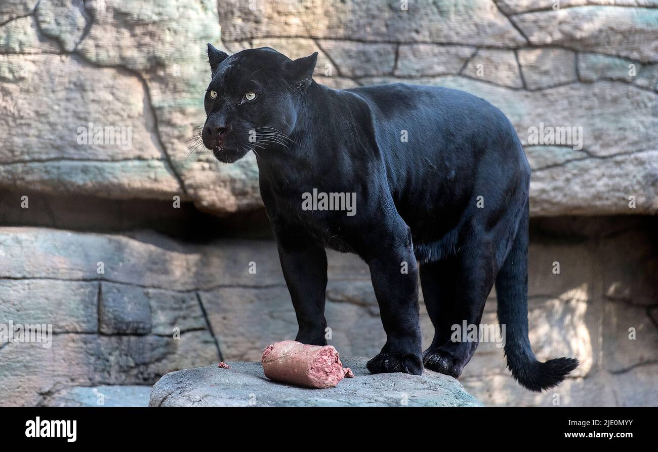 Melanistic male jaguar (Panthera onca), known as "panther" in Wildlife ...