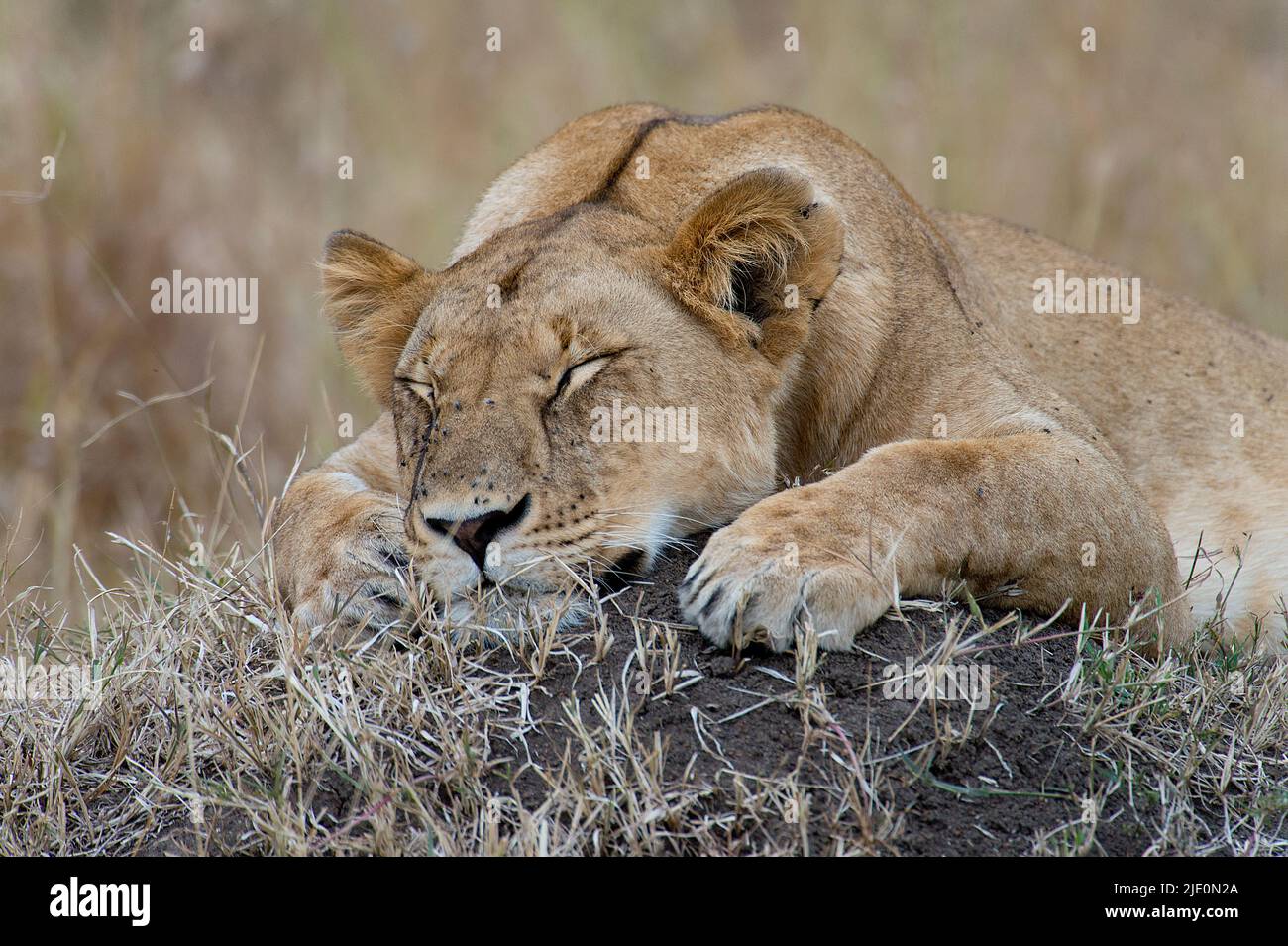 Lioness sleeping in Maasai Mara, Kenya Stock Photo - Alamy