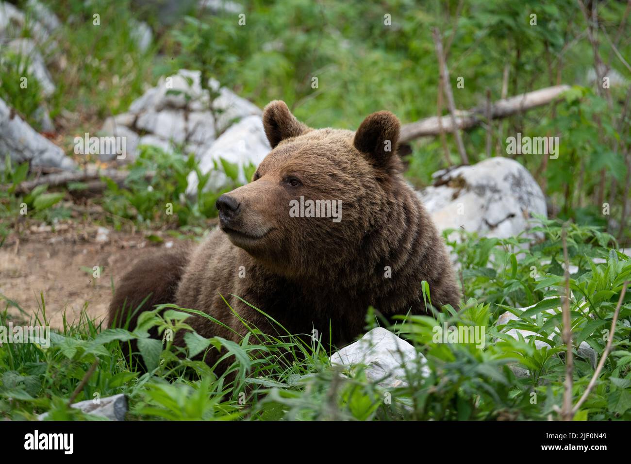 European brown bear at the boarder region between slovenia and croatia ...