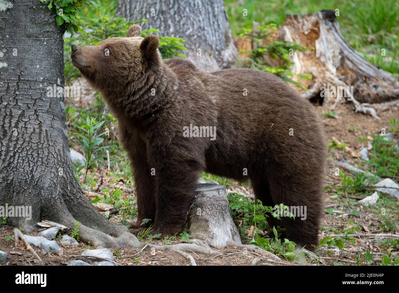 European brown bear at the boarder region between slovenia and croatia ...