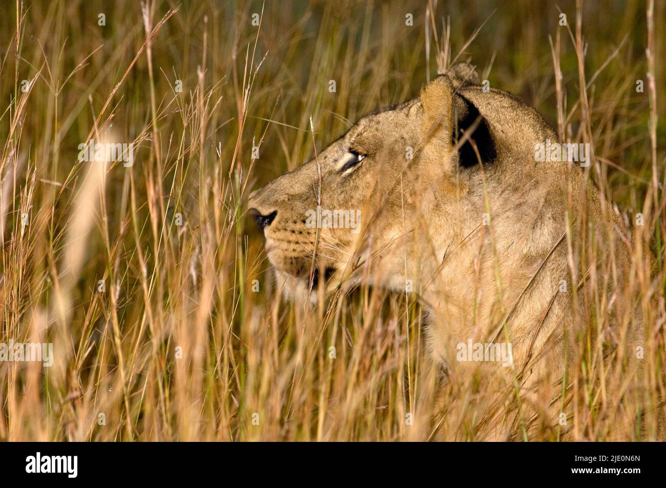 Lion, Panthera leo, hiding in the golden grass of the Kenyan savannah ...