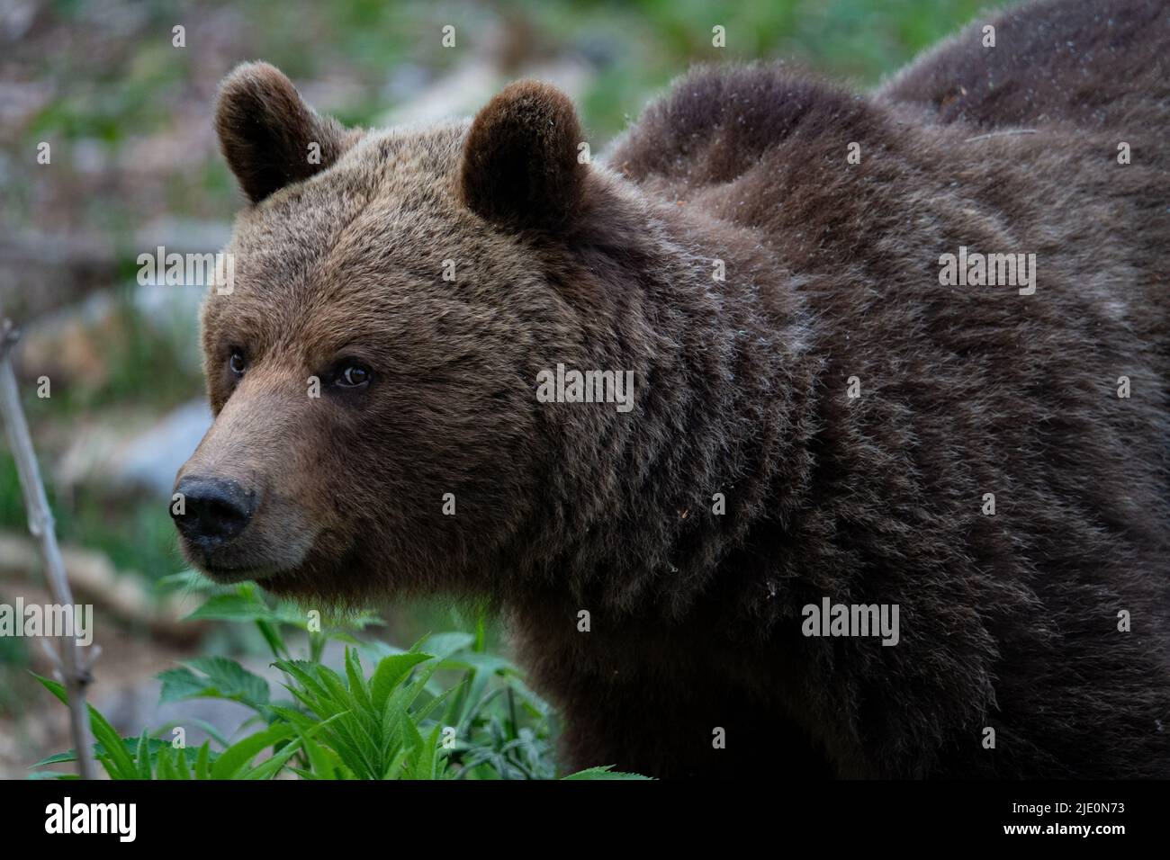 European brown bear at the boarder region between slovenia and croatia ...