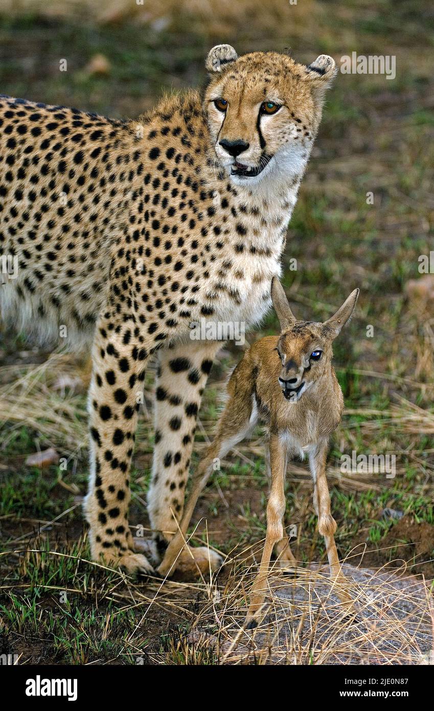A cheetah has captured a small gazelle, which stays paralyzed in front ...