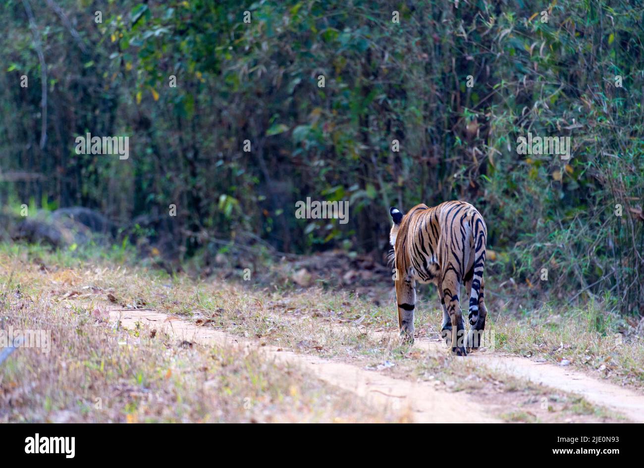 Bengal tiger walking the road in Kanha National Park, India Stock Photo ...
