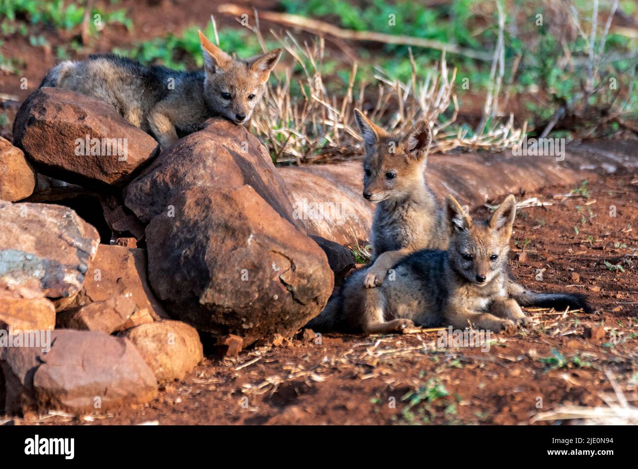Three small cubs of black-backed jackal (Canis mesomelas) outside their ...