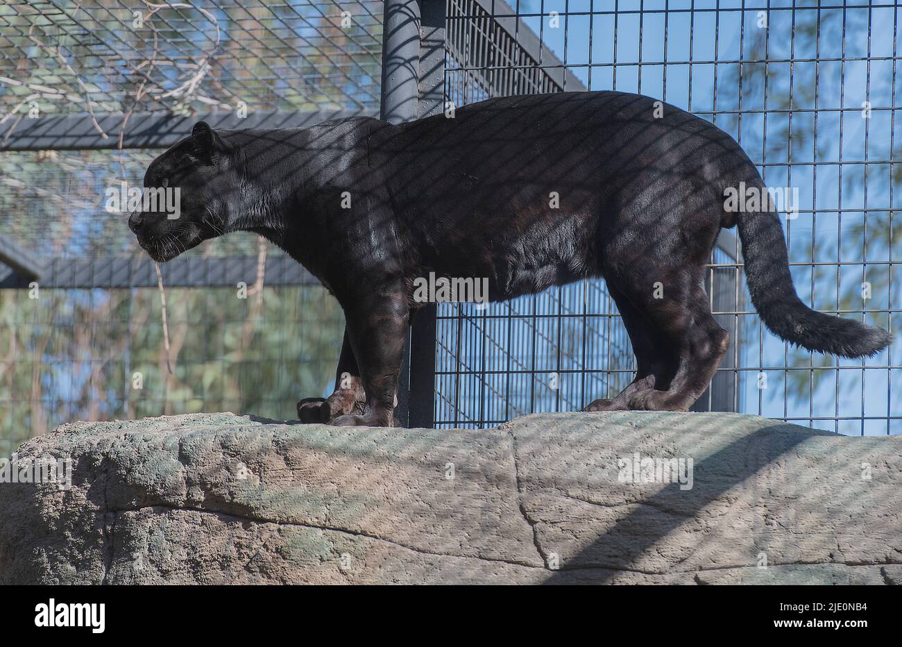 Melanistic male jaguar (Panthera onca), known as "panther" in Wildlife ...