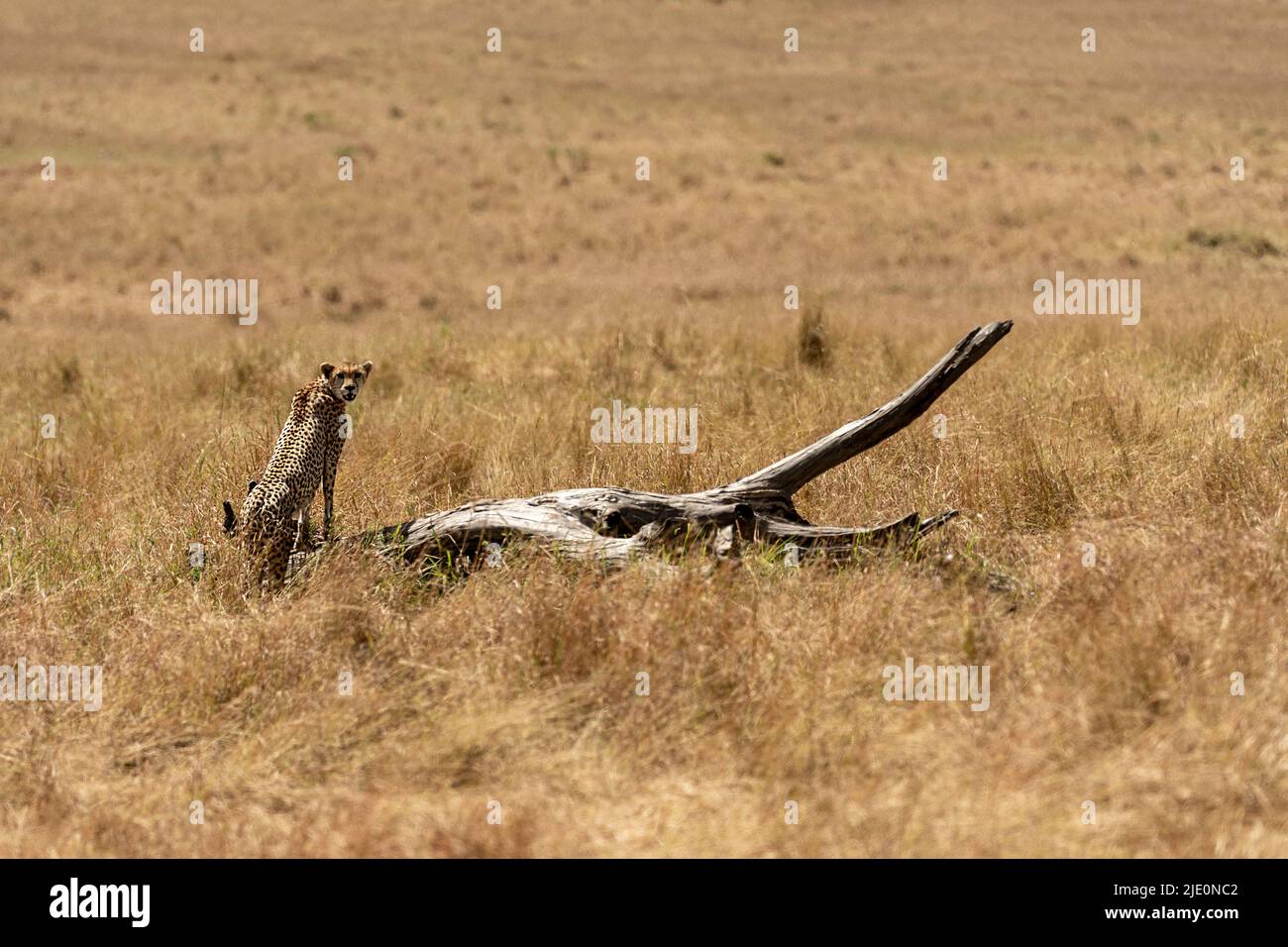 Cheetah (Acijonyx jubatus) on the open savannah of Maasai Mara, Kenya ...