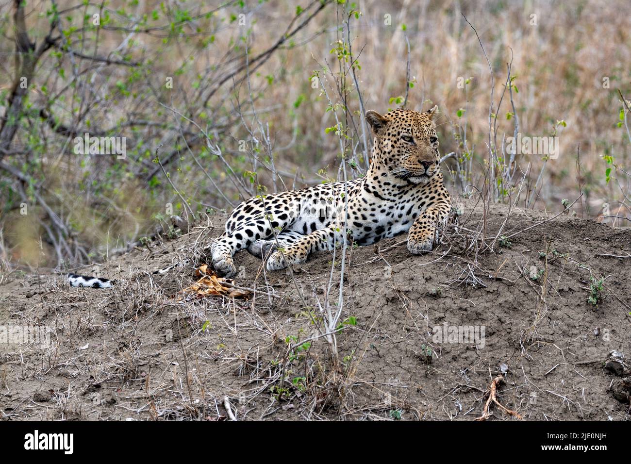 Big male leopard (Panthera pardus) from kruger NP, South Africa Stock ...