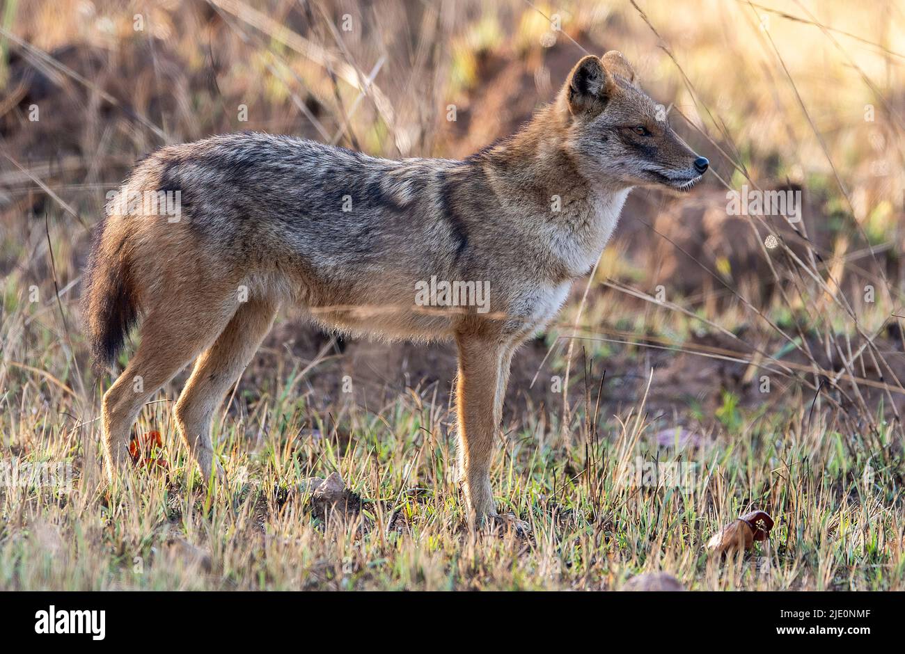 Golden jackal (Canis aureus) from Kanha National Park, Madhya Pradesh ...