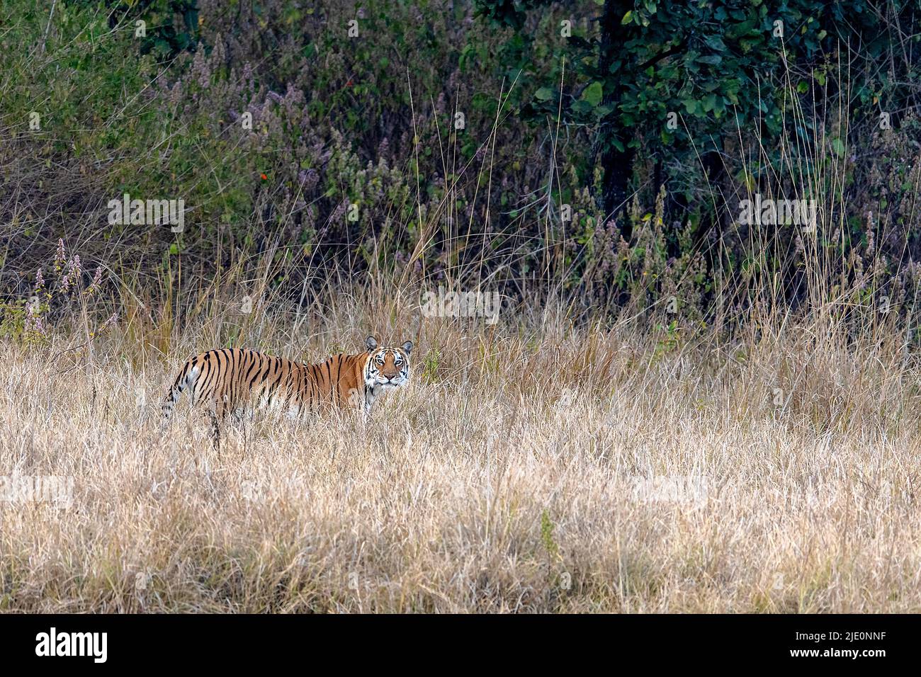 The Bengal tiger (Panthera tigris tigris) known as T-32 "Umarjhola ...
