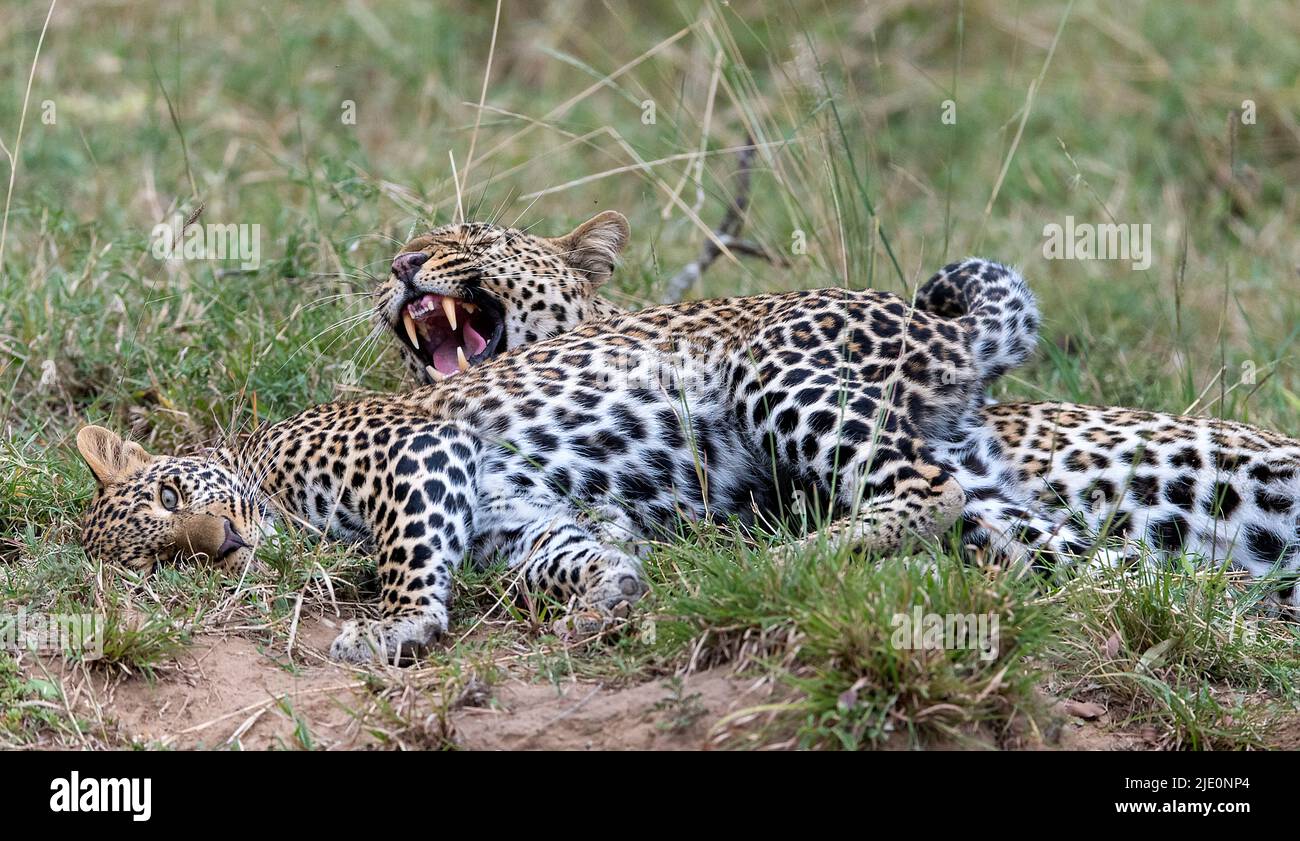 Leopard mother and her big cub resting on the savannah of Maasai Mara ...
