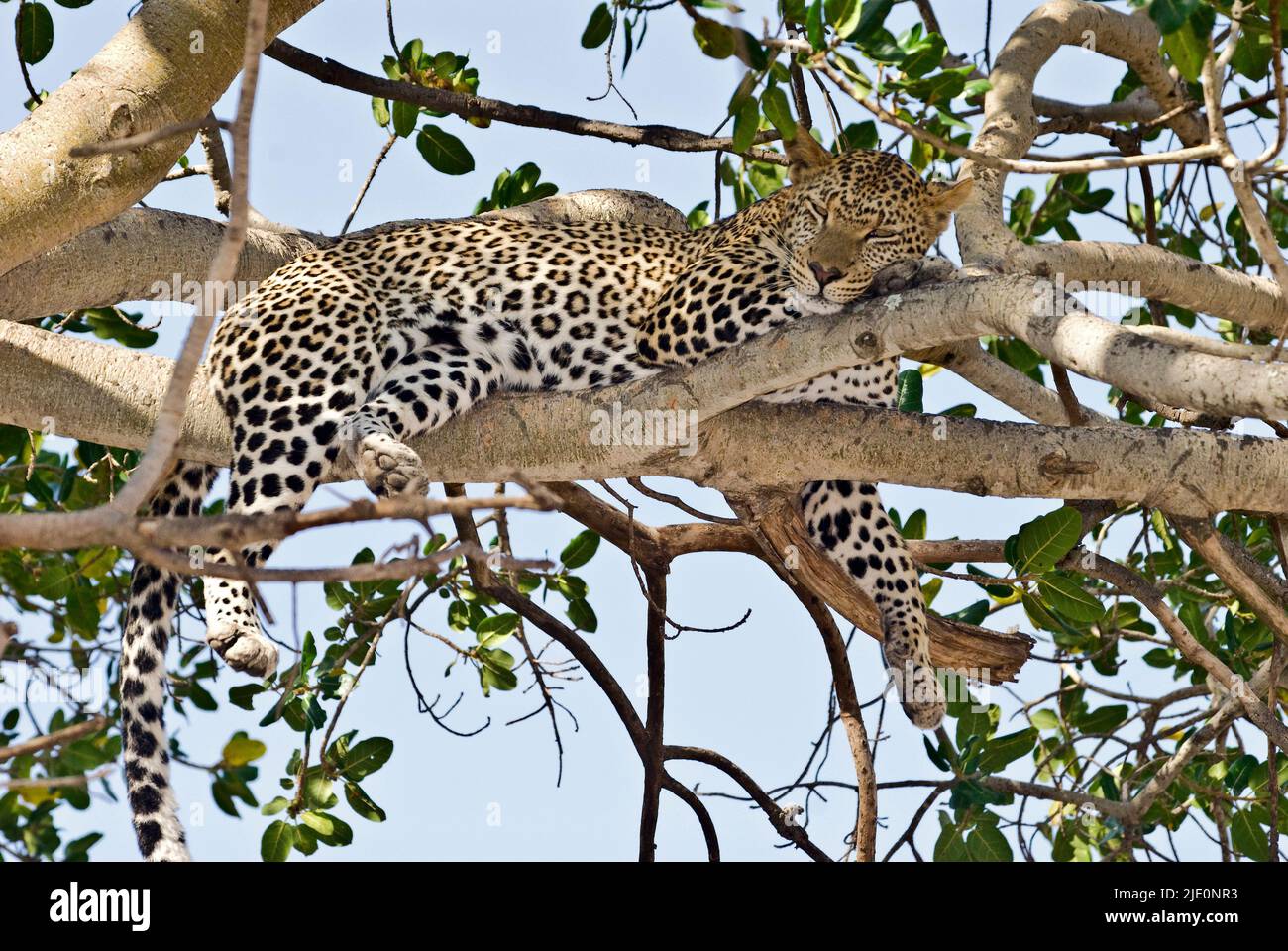 A Leopard (Panthera pardus) in a Fig-tree in Serengeti, Tanzania Stock ...
