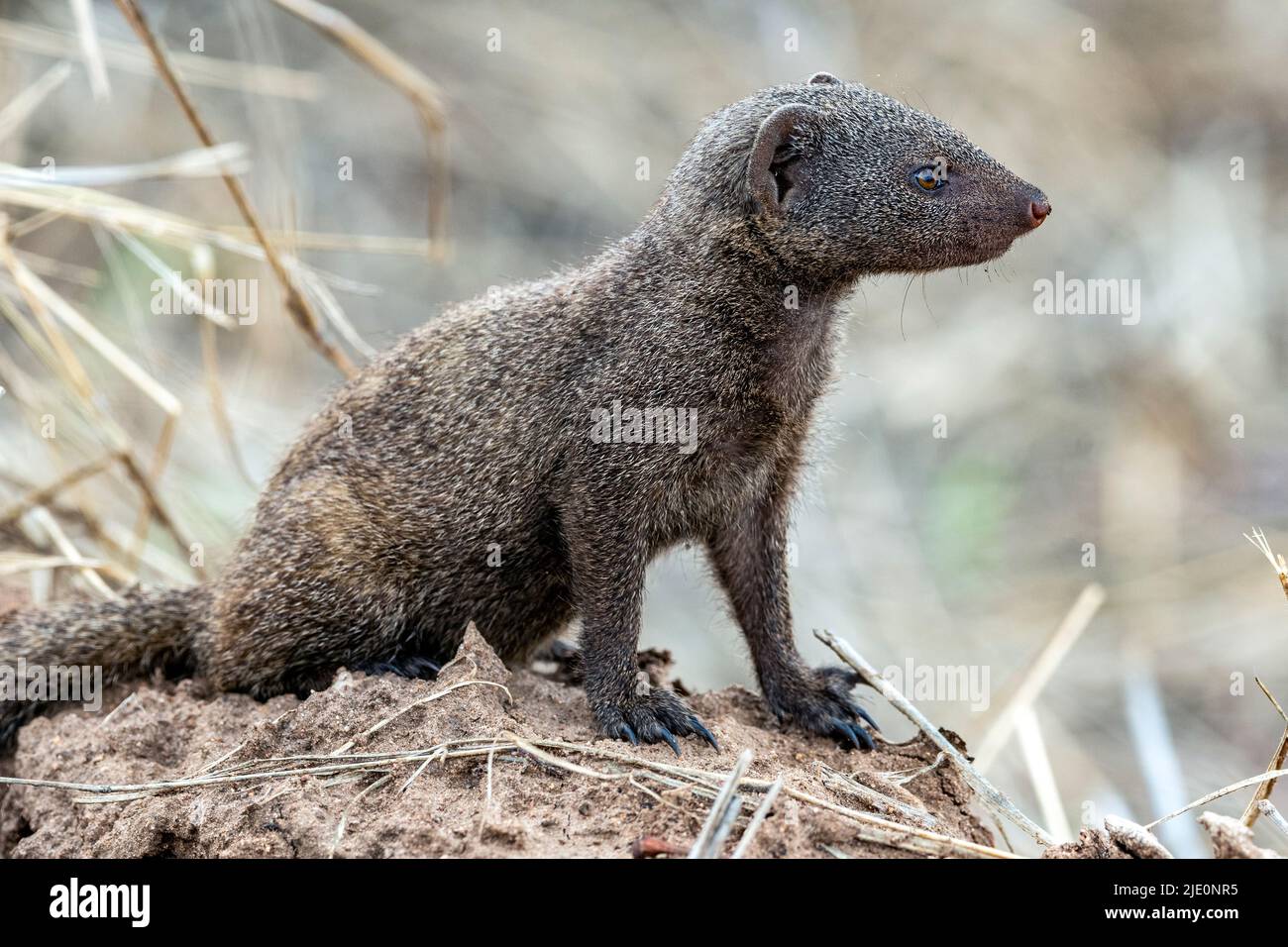 Common dwarf mongoose (Helogale parvula) from Kruger NP, South Africa ...