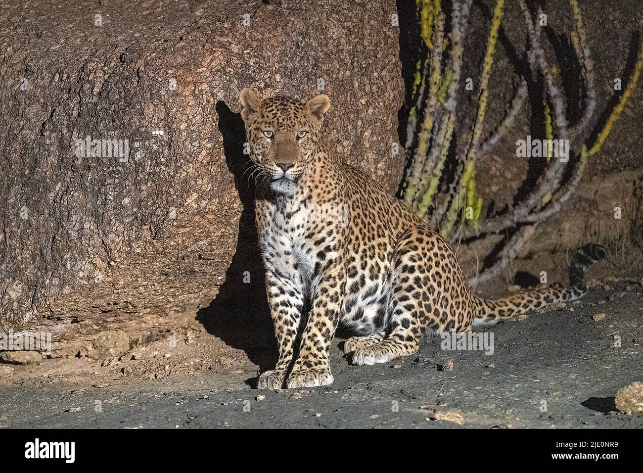 Indian leopard (Panthera pardus fusca) from Jawai, Rajasthan, India ...