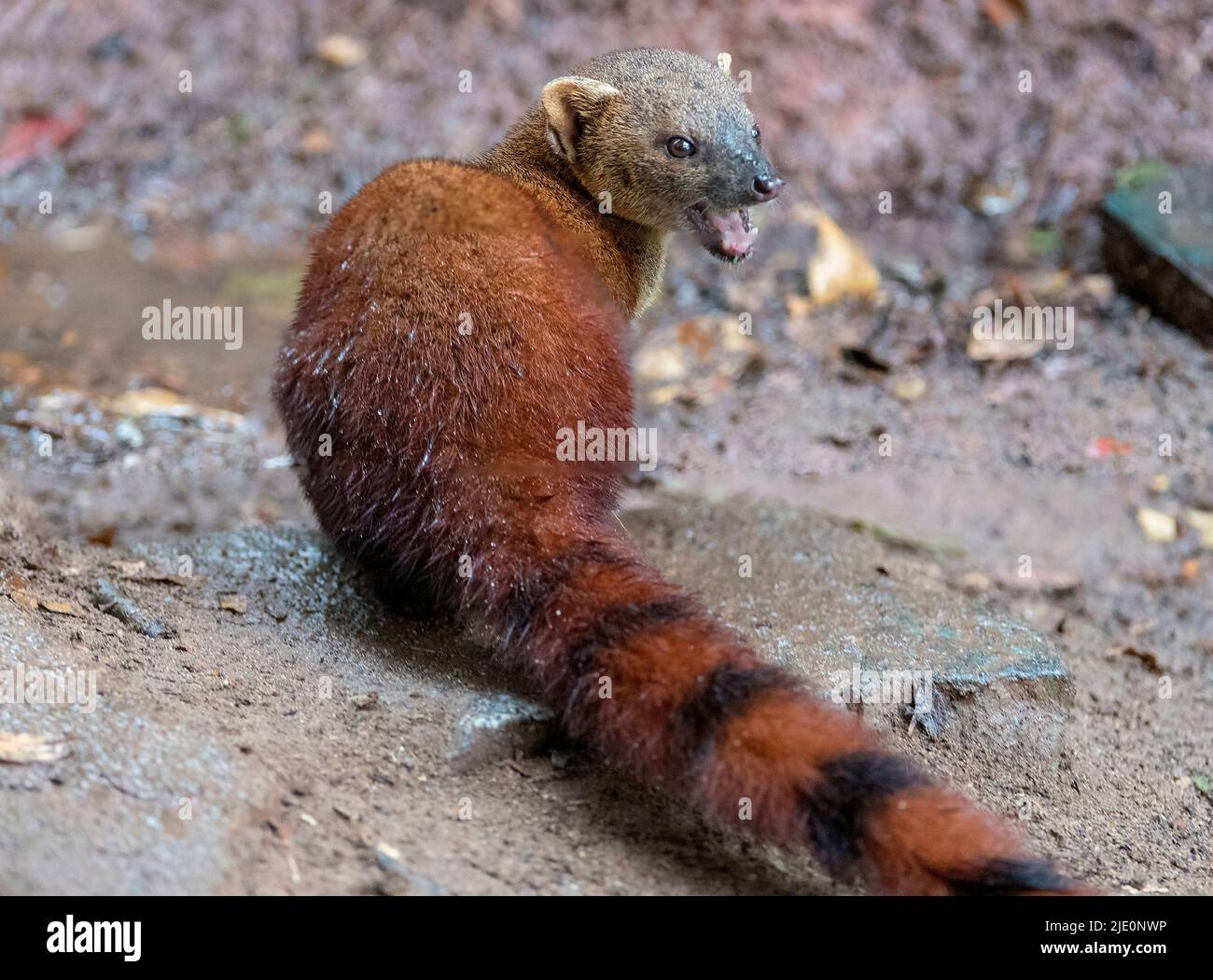 Ring tailed mongoose madagascar hi-res stock photography and images - Alamy