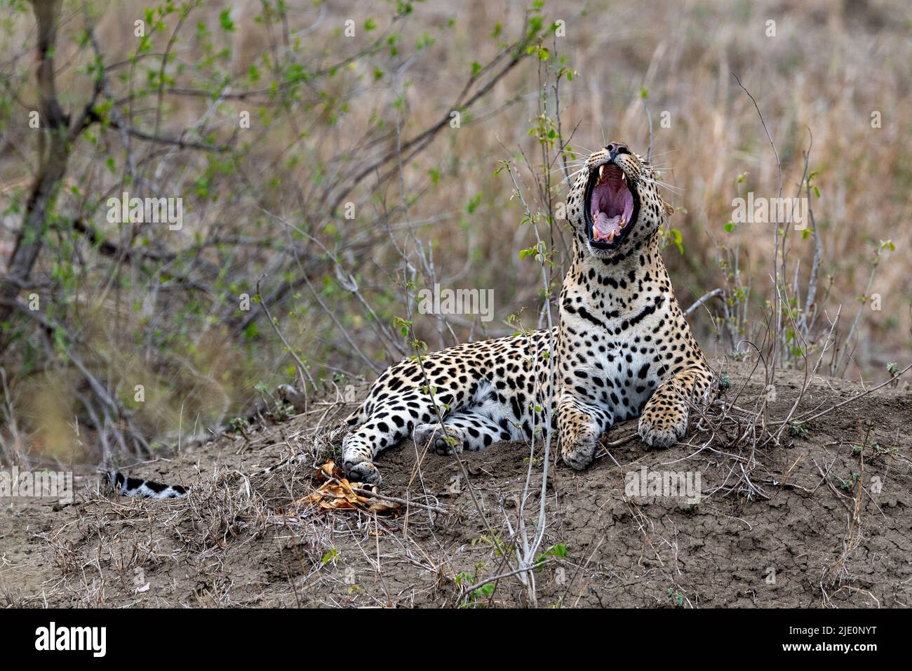 Big male leopard (Panthera pardus) from kruger NP, South Africa Stock ...