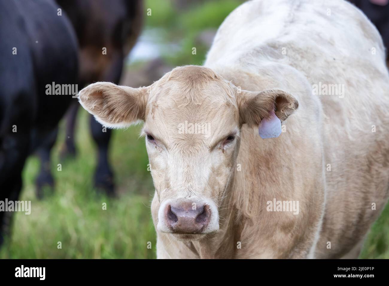 California dairy cow and calf hi-res stock photography and images - Alamy