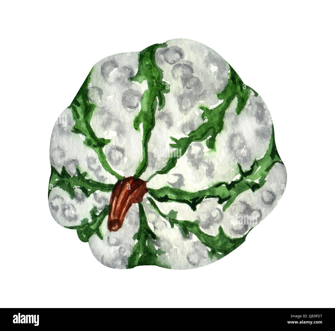 Watercolor floral pumpkin. Rust and burnt, fall foliage and leaves ...